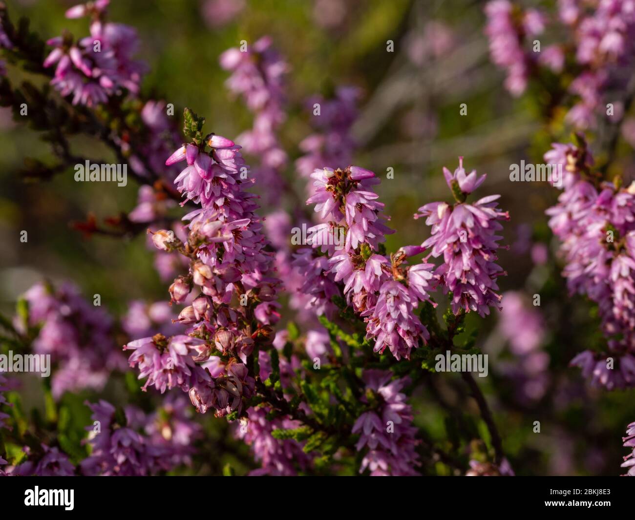 Heather flower hi-res stock photography and images - Alamy