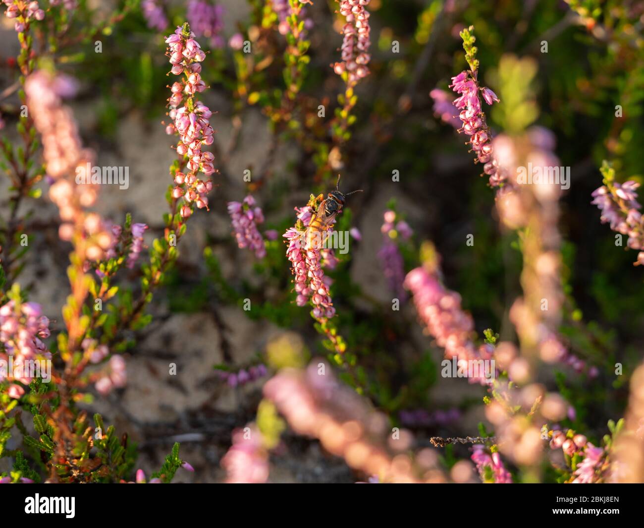 Close up of beautiful blooming purple heather flower and honey bee ...
