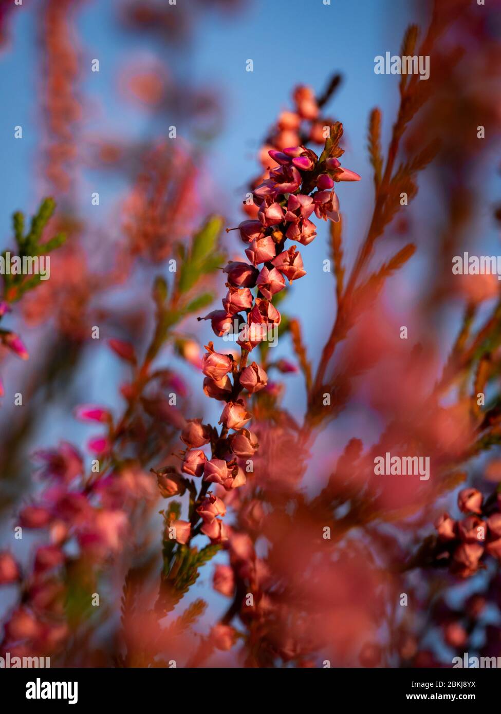 Heather flower hi-res stock photography and images - Alamy