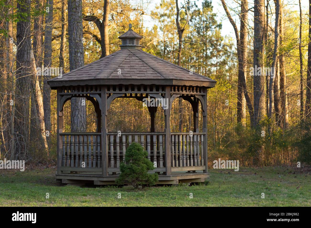 A wooden gazebo with a small tree adorning it in front of a woodline ...