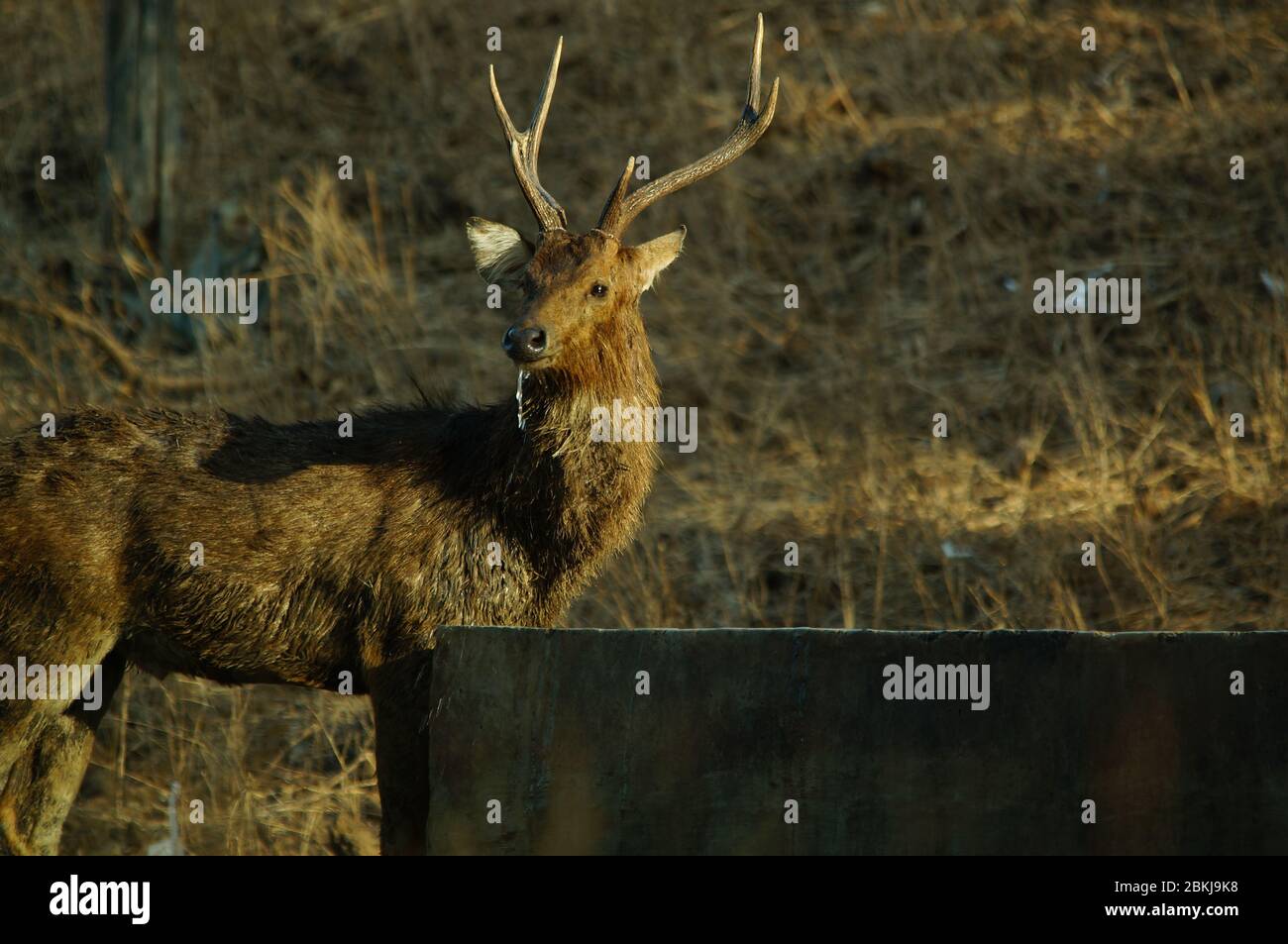 Javan rusa or Sunda sambar (Rusa timorensis) is a deer species that is ...