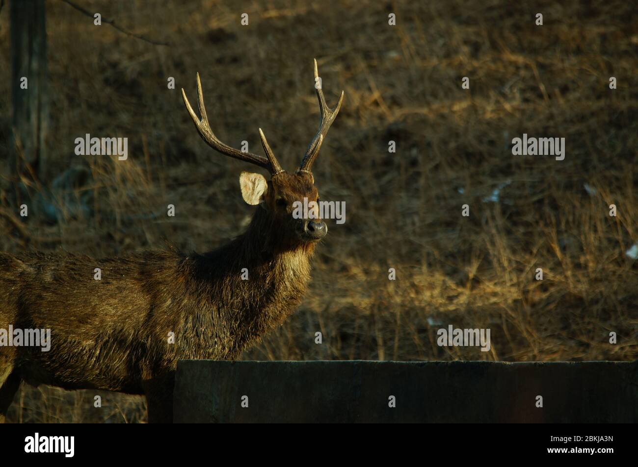 Javan rusa or Sunda sambar (Rusa timorensis) is a deer species that is ...