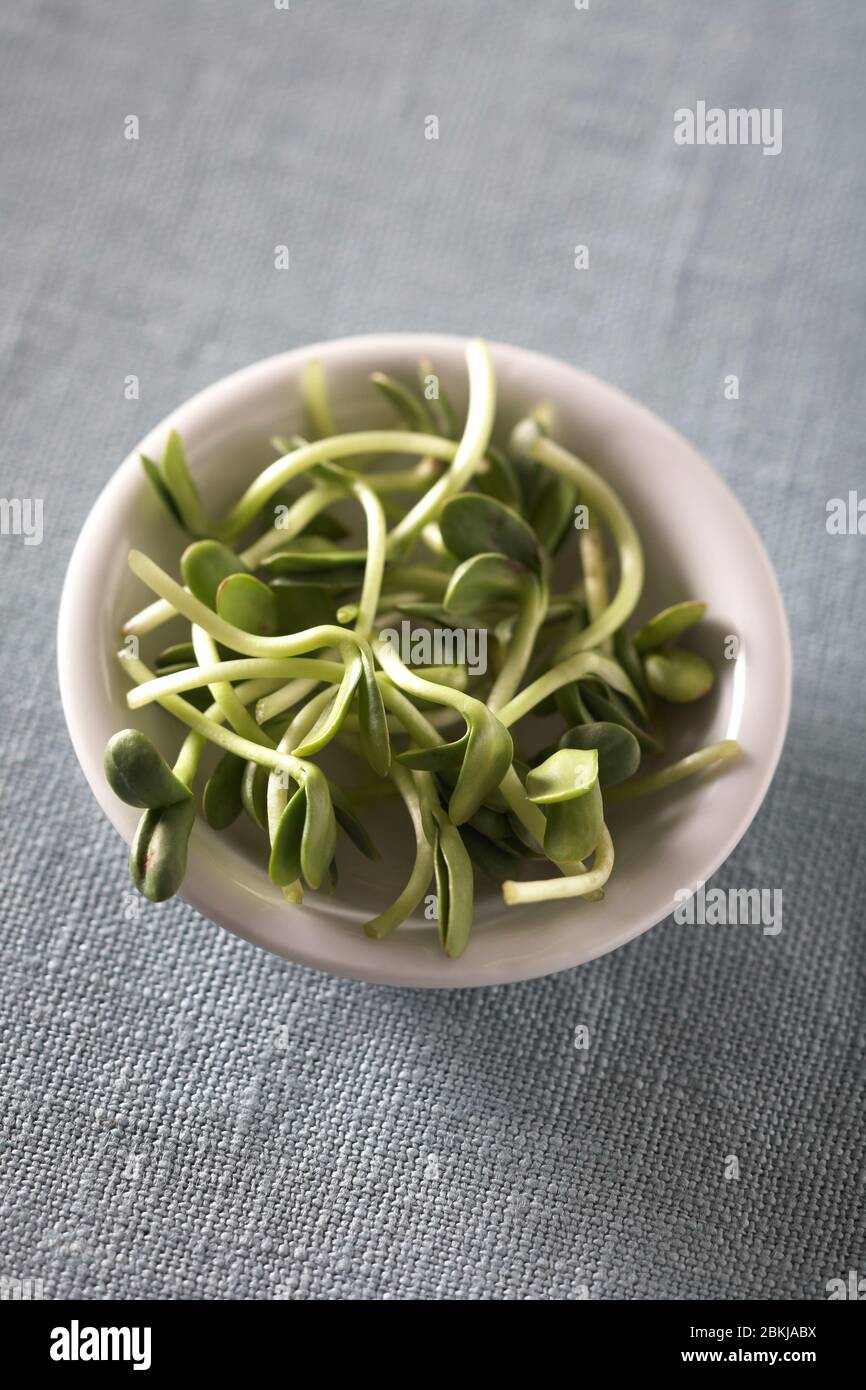 Sprouted sunflower seed hi-res stock photography and images - Alamy