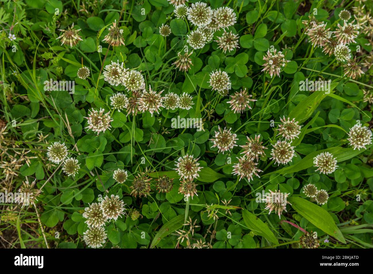 Large patch of white flowering wild clover that attracts the bees with ...
