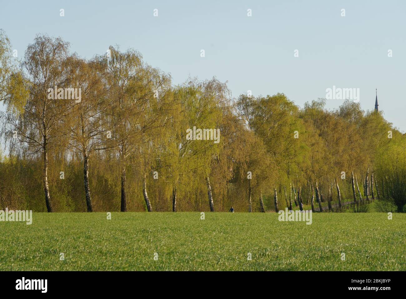 green trees in germany Stock Photo - Alamy