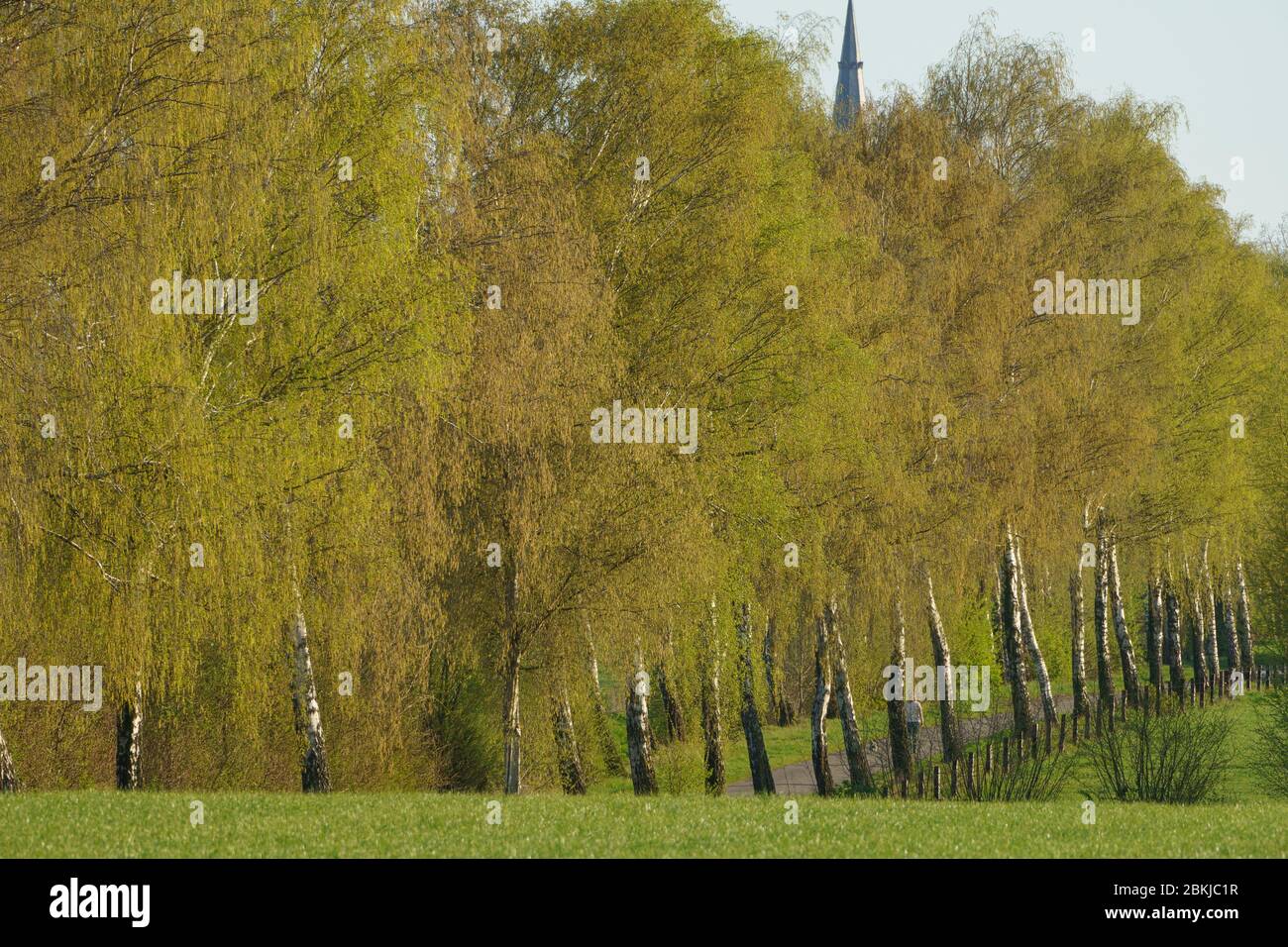 green trees in germany Stock Photo - Alamy