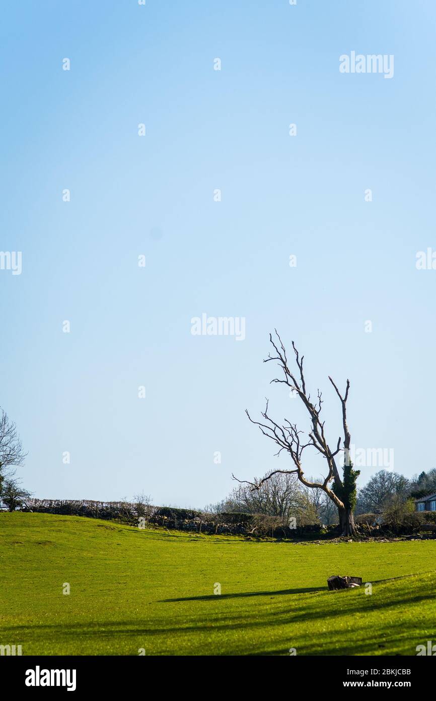 Old lonely dry tree without leaves in a field UK Stock Photo - Alamy