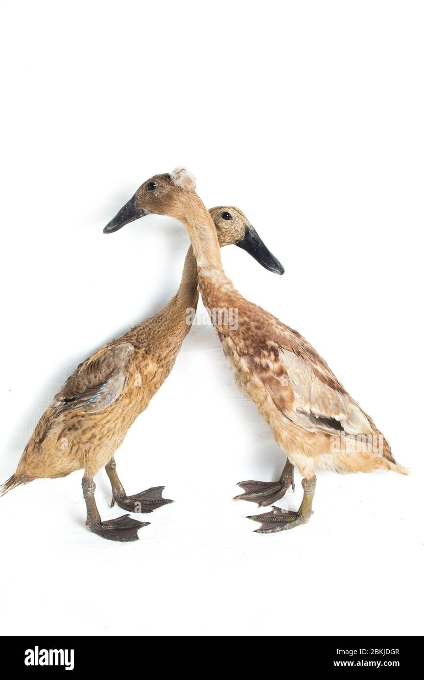 A pair of Indian Runner Duck Anas platyrhynchos domesticus isolated on ...