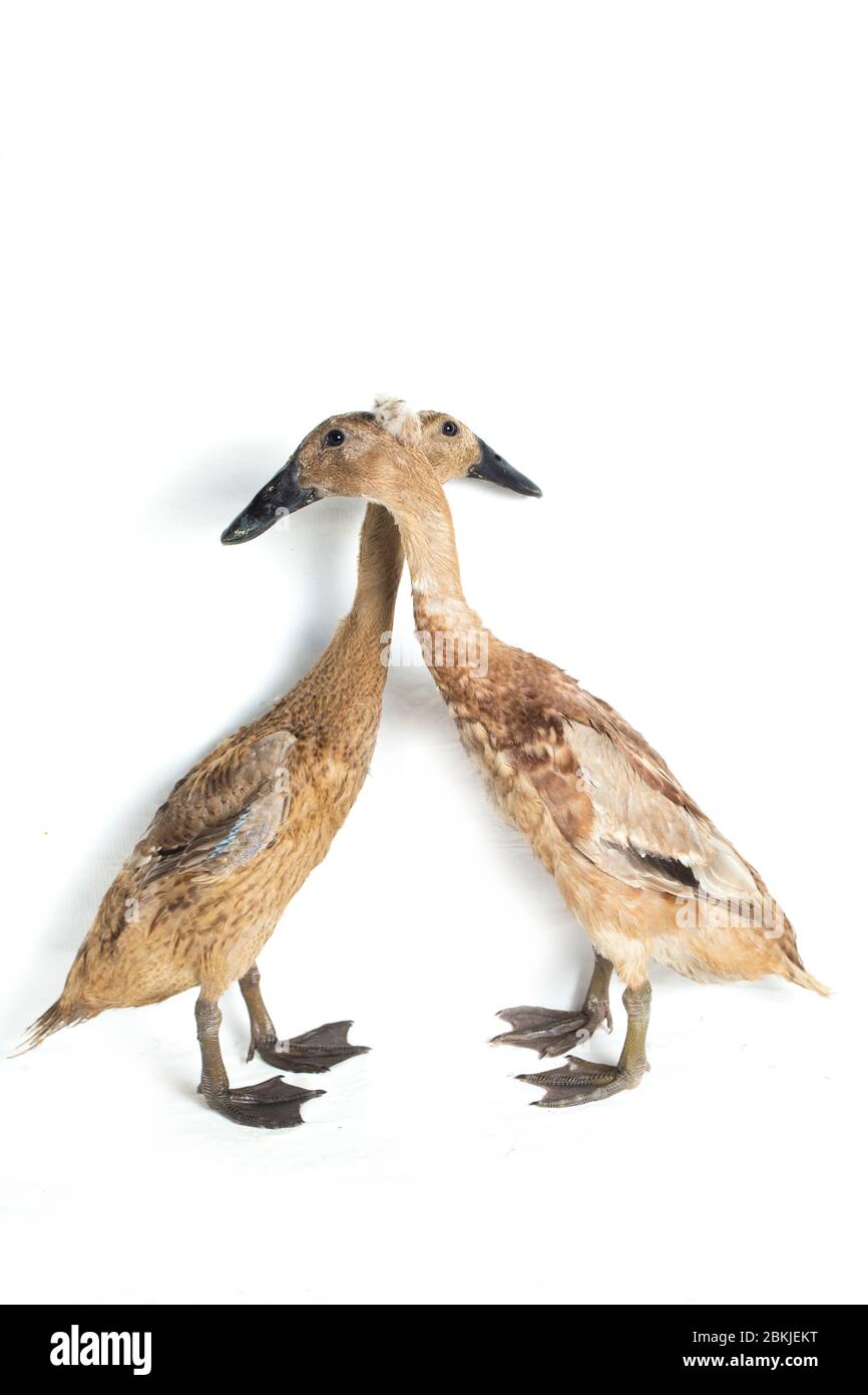 A pair of Indian Runner Duck Anas platyrhynchos domesticus isolated on ...