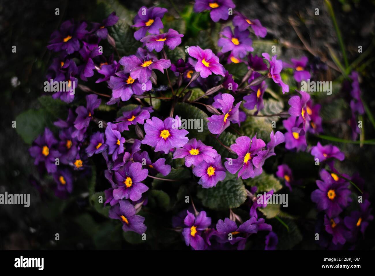 La primavera spring hi-res stock photography and images - Alamy