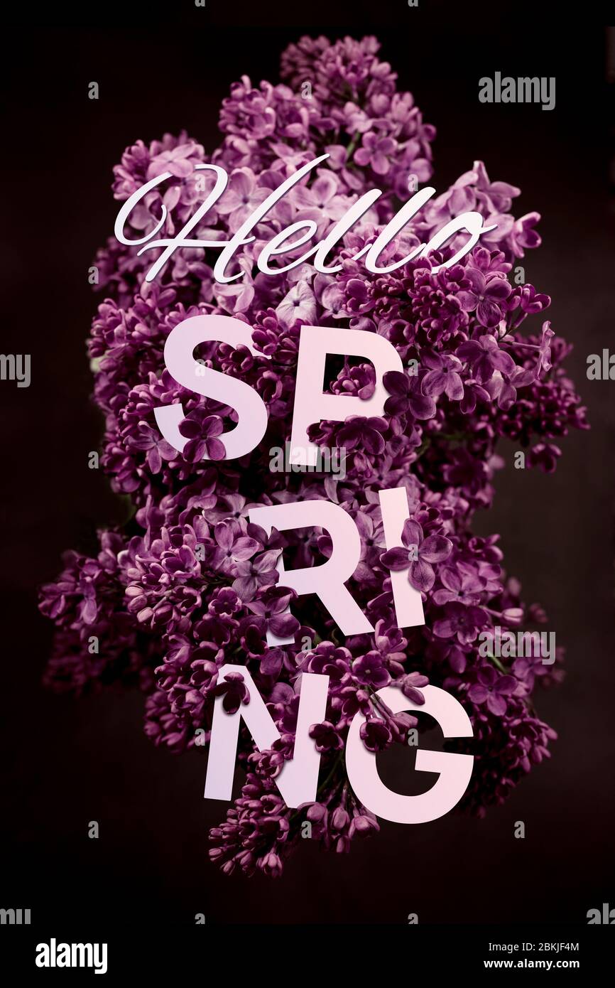 Hello, Spring greeting card with a beautiful purple lilac bouquet in ...
