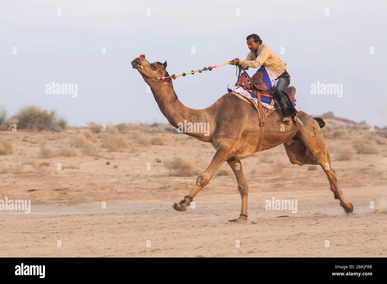 Camel race hi-res stock photography and images - Alamy