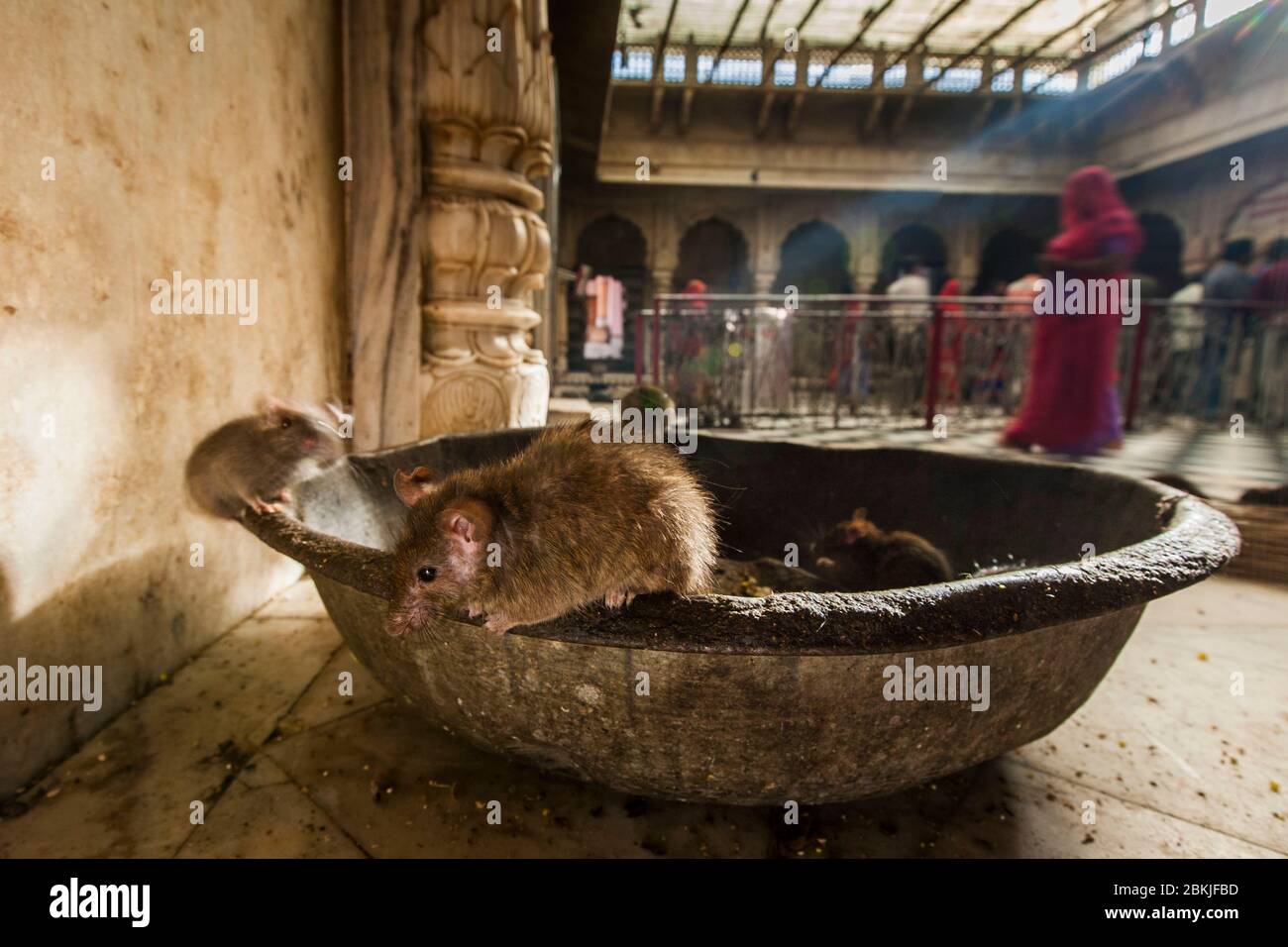 India, Rajasthan, Deshnok, Karni Mata Temple, close-up on the rats living in this temple Stock ...