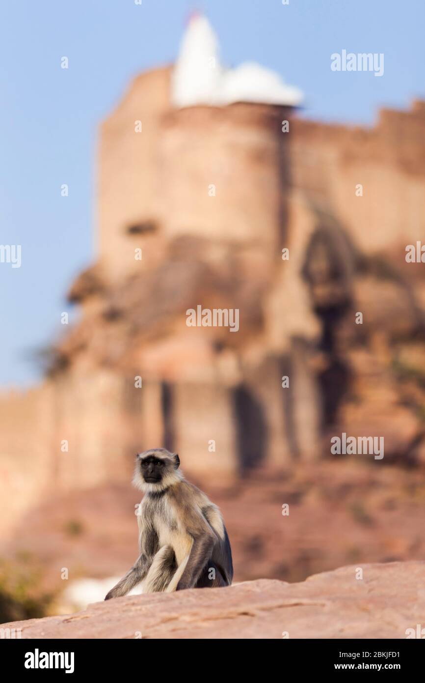 India, Rajasthan, Jodhpur, Pachetia Hill, Langur monkey proudly posing ...