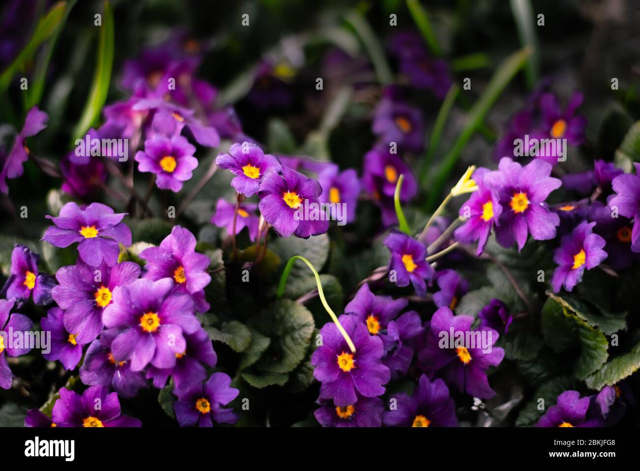 Primula wanda plants hi-res stock photography and images - Alamy