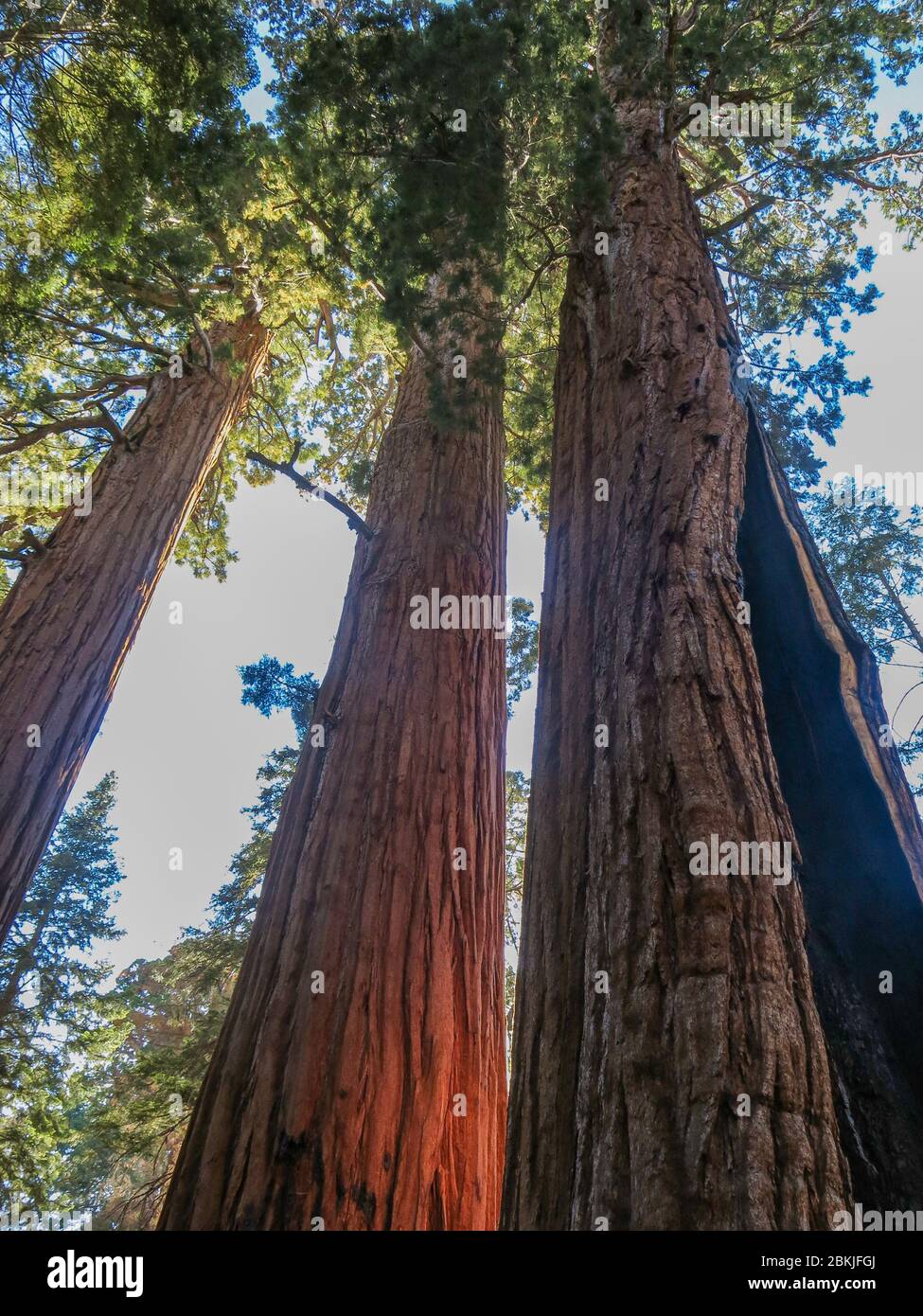 Sequoia national forest hi-res stock photography and images - Alamy