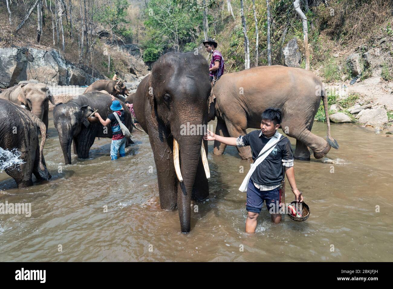 Thailand, Chiang Mai, Pattara Elephant Farm Stock Photo - Alamy