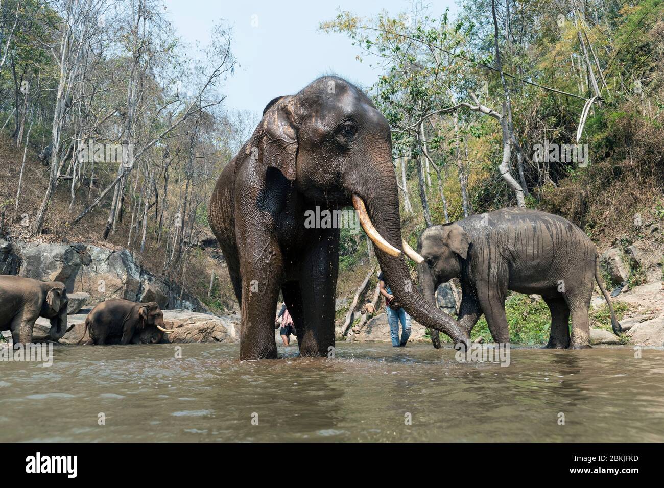 Thailand, Chiang Mai, Pattara Elephant Farm Stock Photo - Alamy