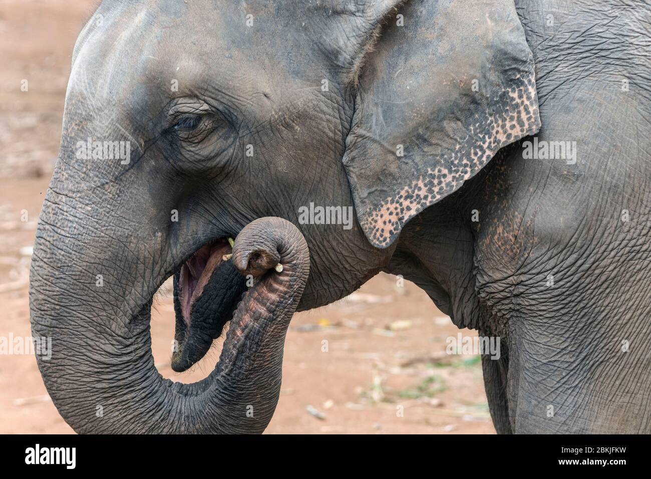 Thailand, province of Chiang Mai, Pattara Elephant Farm Stock Photo - Alamy