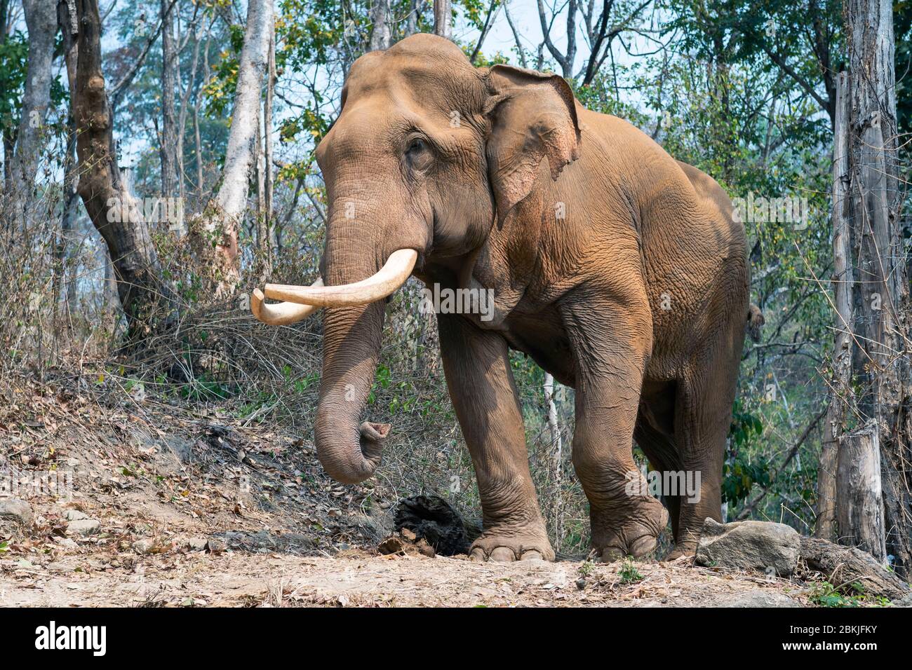 Thailand, Chiang Mai, Pattara Elephant Farm Stock Photo - Alamy