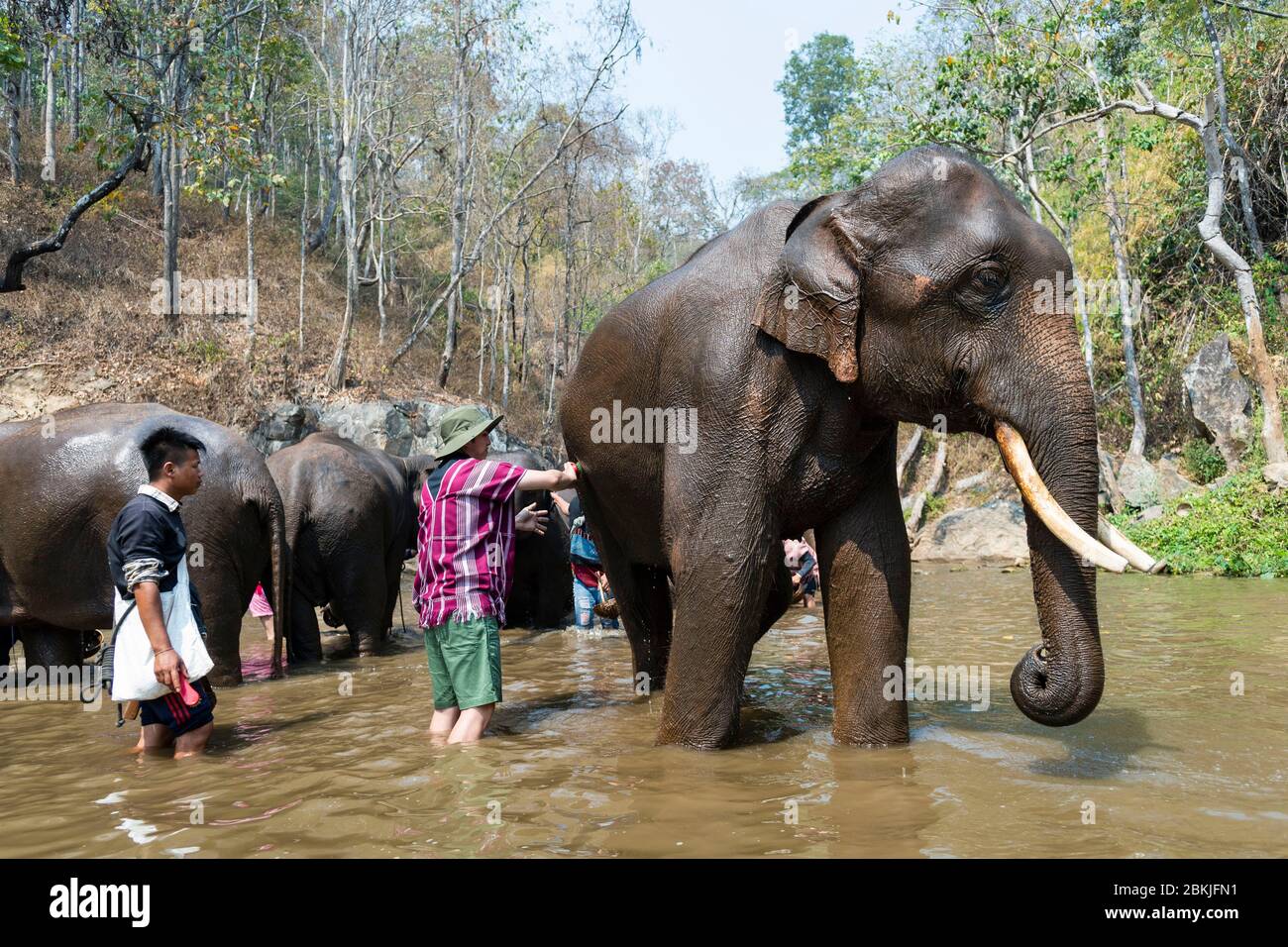 Elephant farm hi-res stock photography and images - Alamy