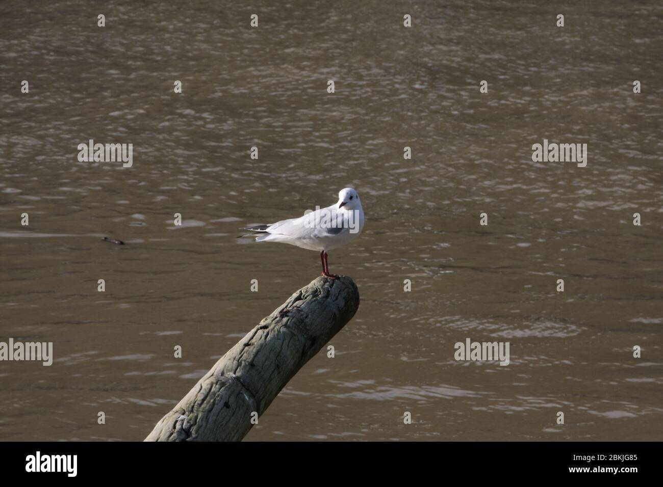 Dove leaning on a pole on the river Stock Photo - Alamy