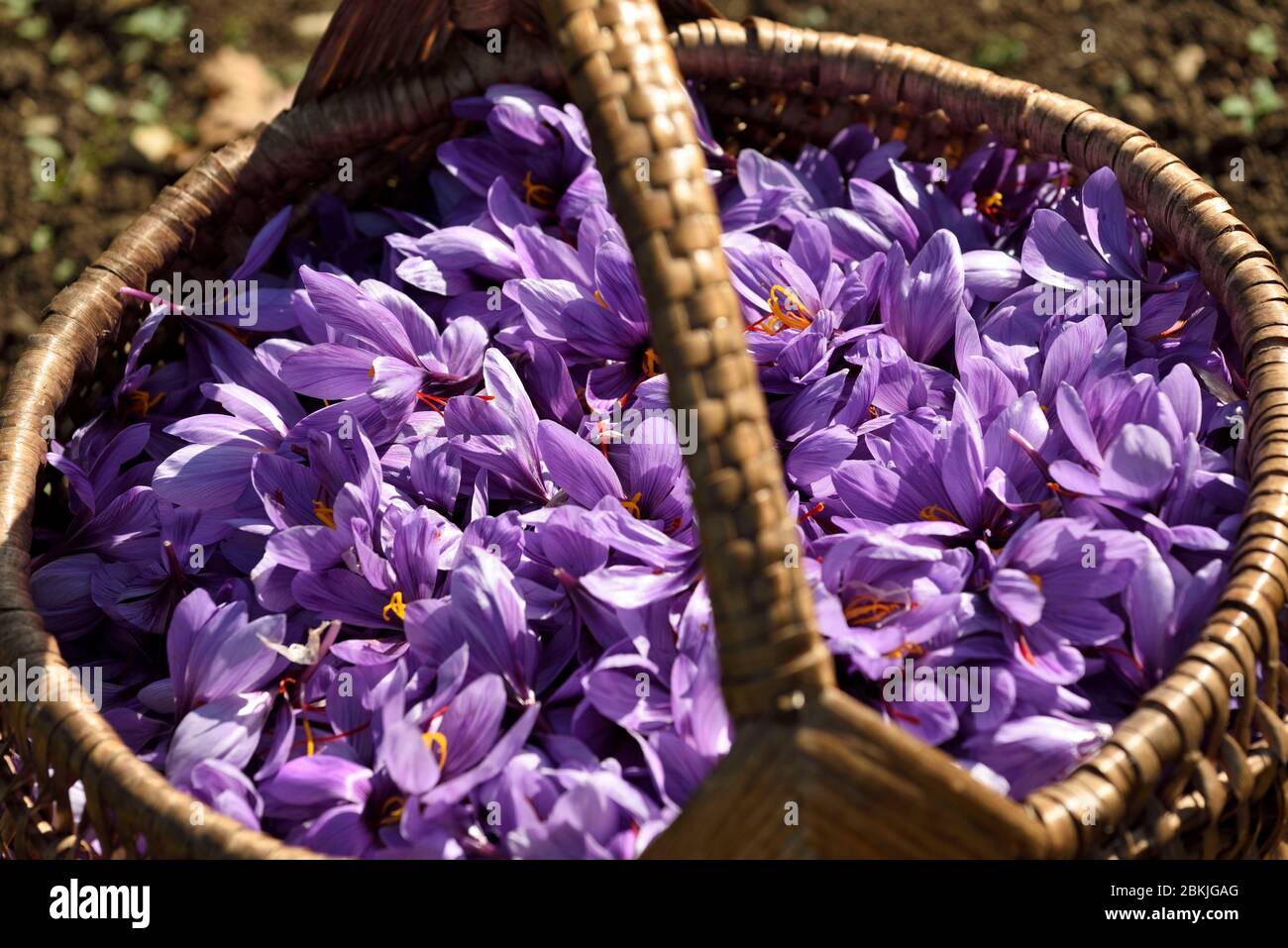 Harvesting saffron hi-res stock photography and images - Alamy