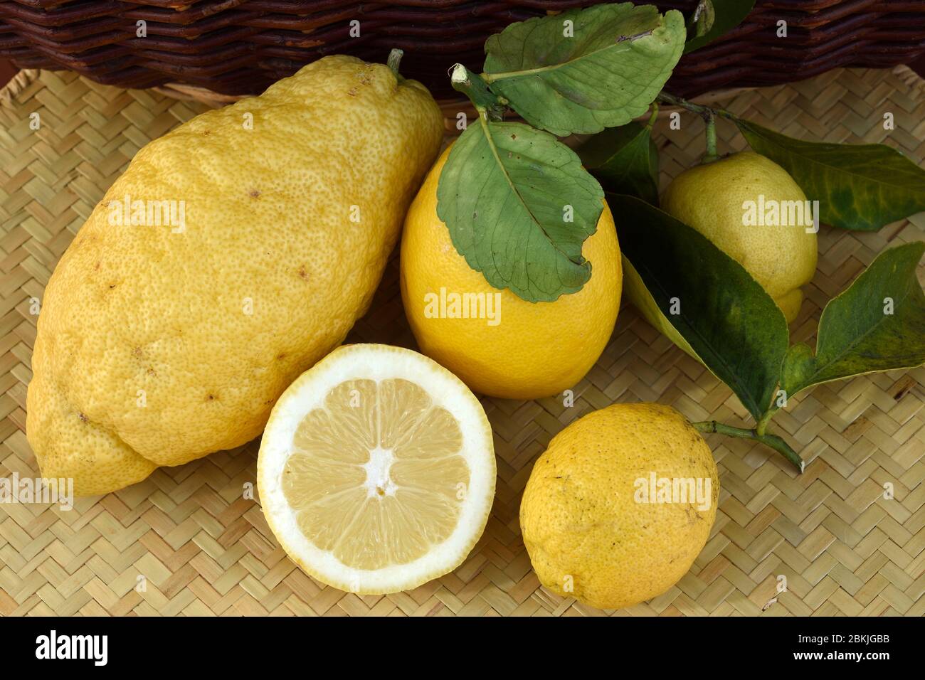 France, Alpes Maritimes, Menton, Maison du Citron de Menton, citrus ...