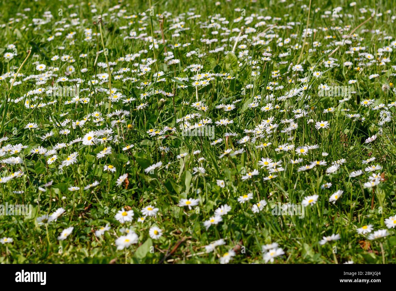 Field With Daisies in Spring Blossom Stock Photo - Alamy
