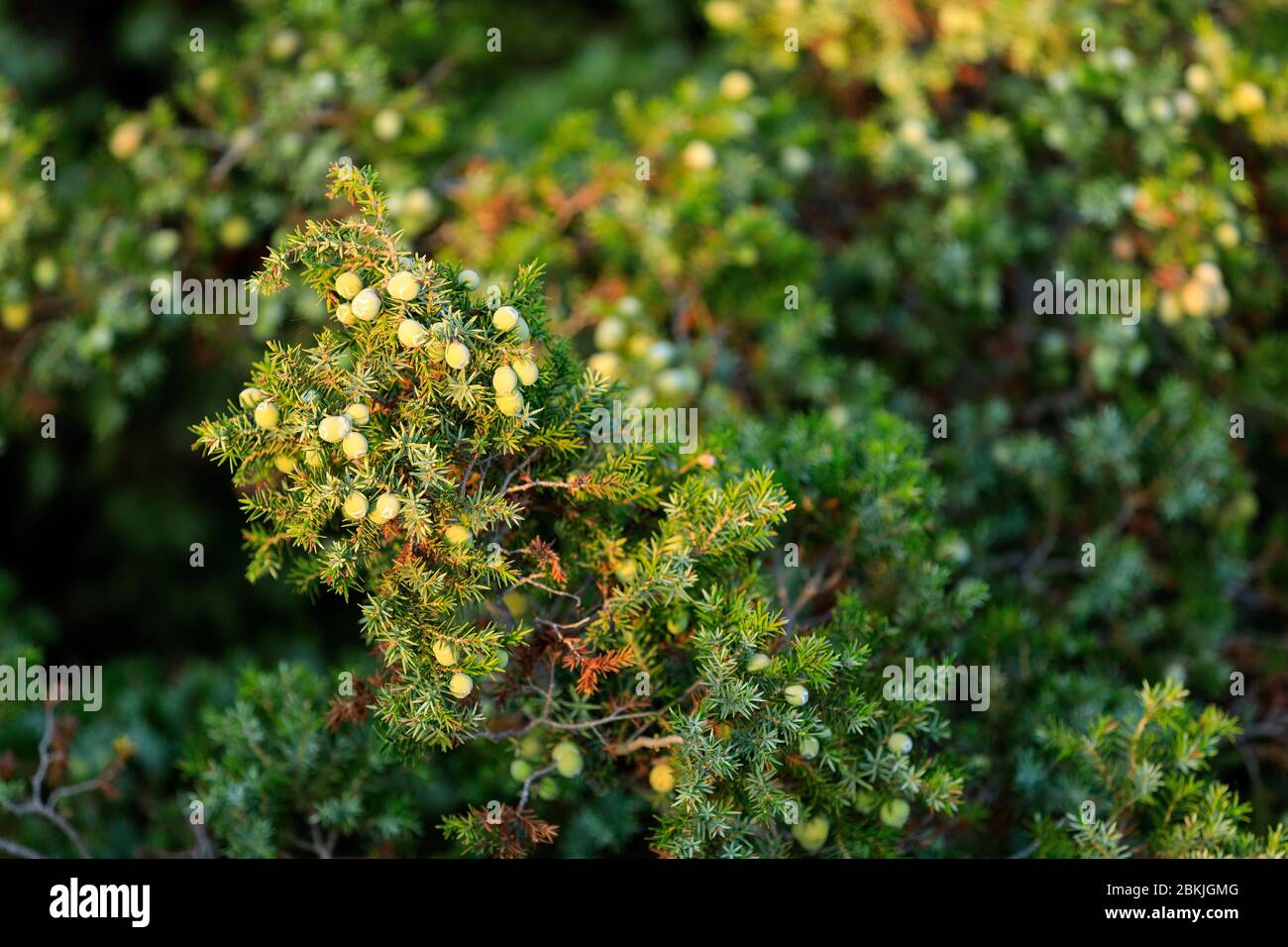 Juniper beach hi-res stock photography and images - Alamy