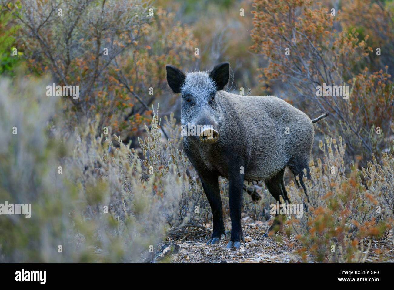 France, Corse du Sud, Domaine de Murtoli, wild boar (Compulsory Mention ...