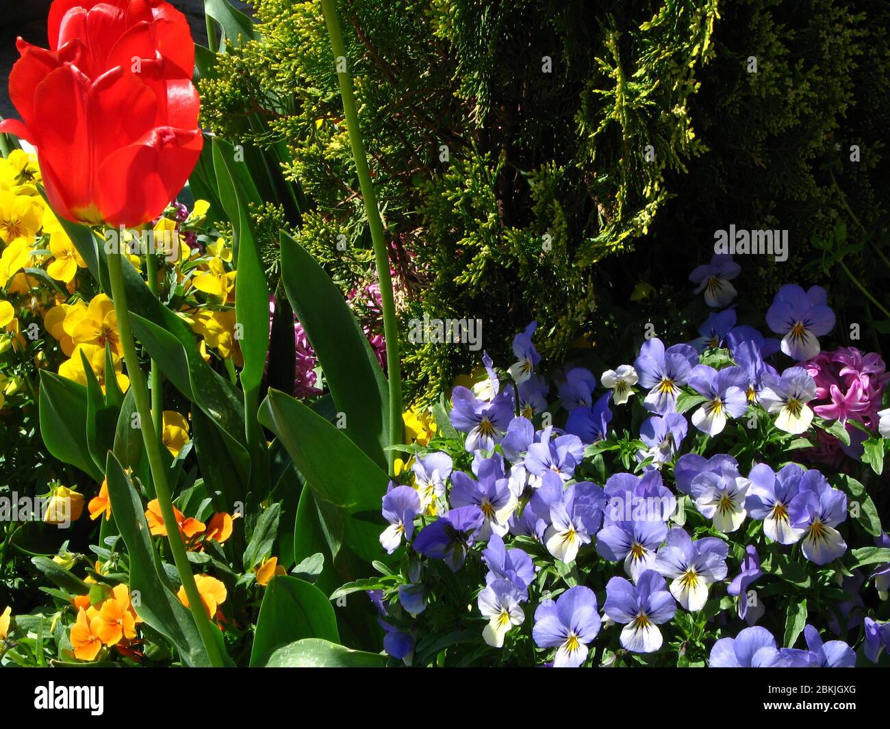 Flowers in the garden forming a harmonious set Stock Photo - Alamy