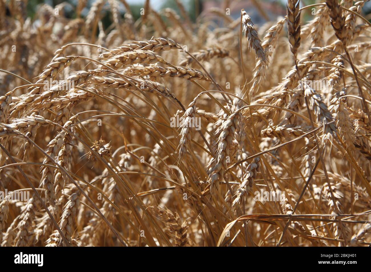 Wheat plantation hi-res stock photography and images - Alamy