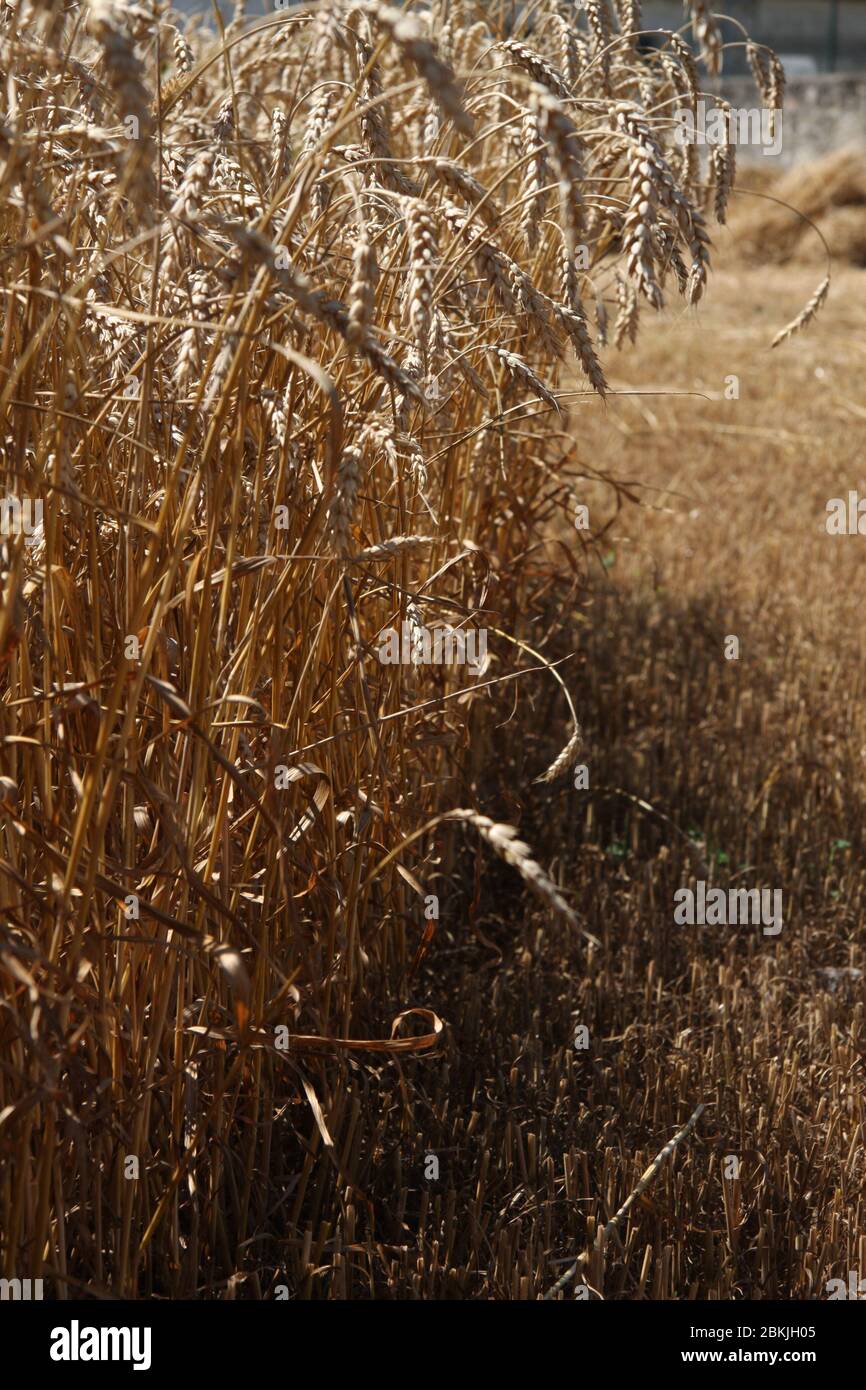 Ground control harvest hi-res stock photography and images - Alamy