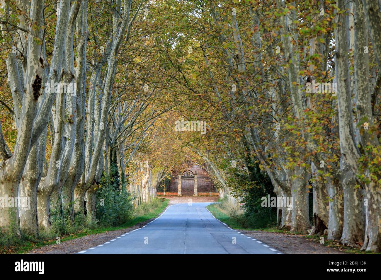 Plane trees provence hi-res stock photography and images - Alamy