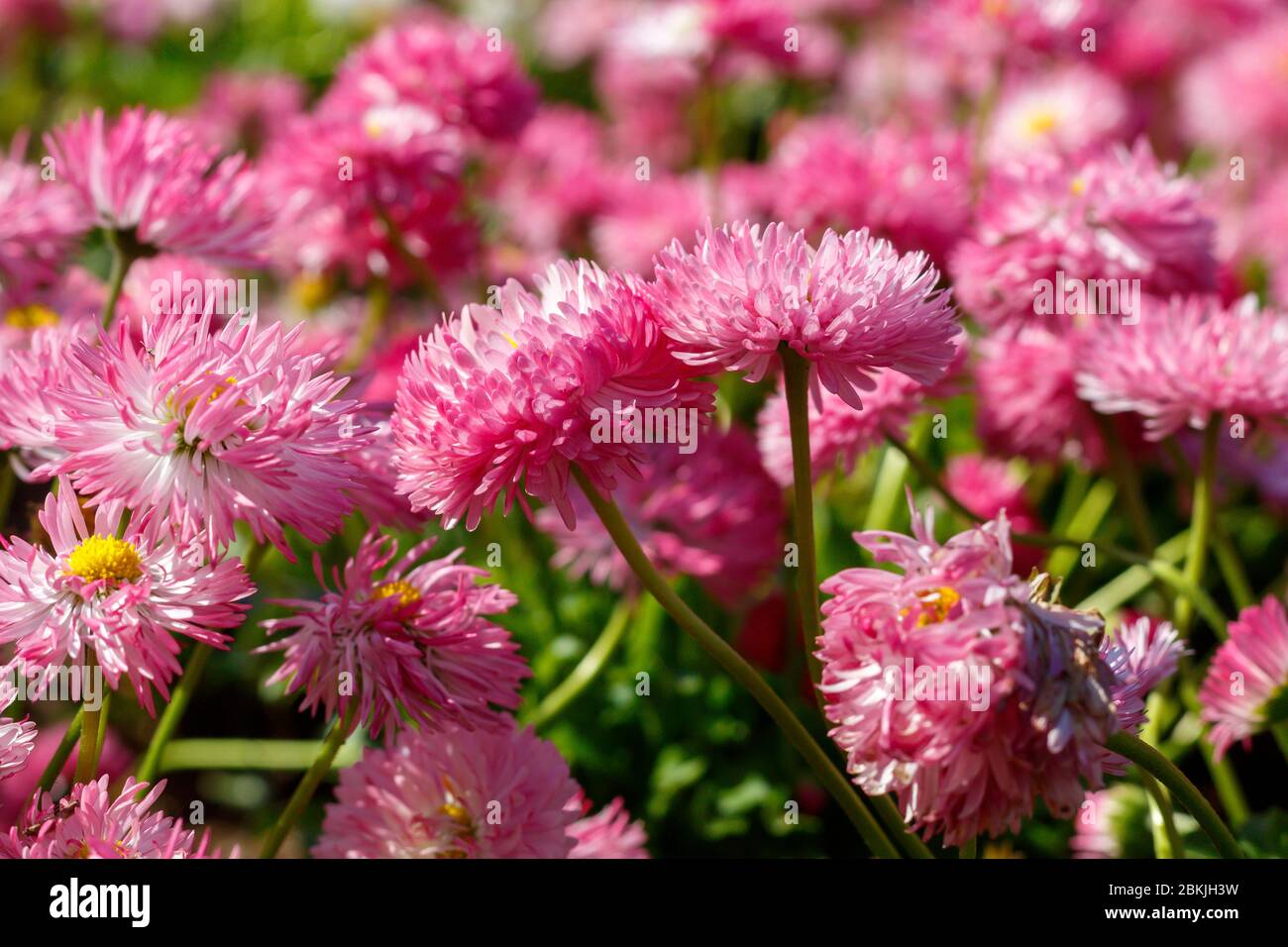 Pink reddish hi-res stock photography and images - Alamy