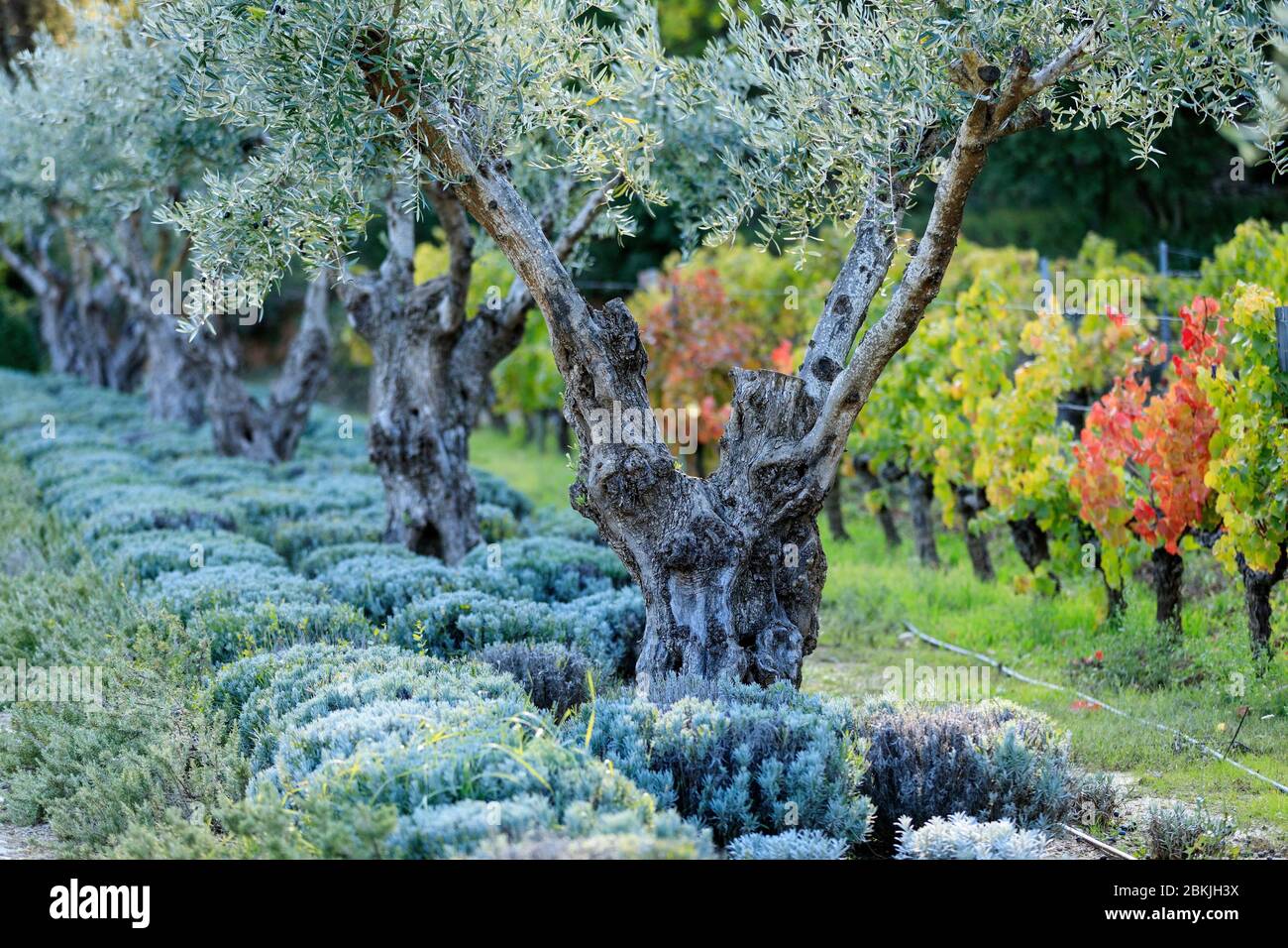 France, Var, Dracenie, Flayosc, Berne castle, olive trees and vines ...