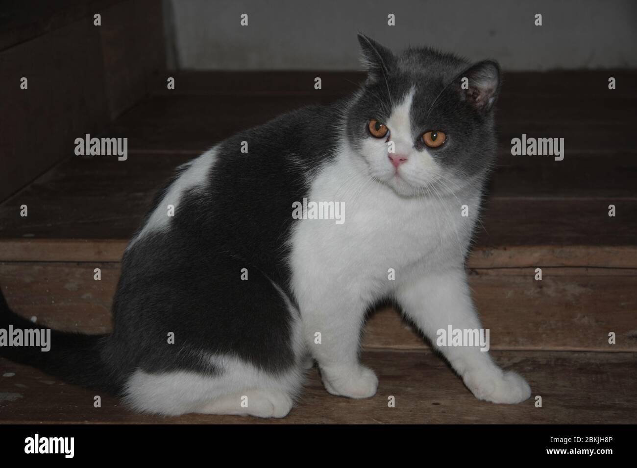 Cat on wooden floor with stalking pose Stock Photo - Alamy