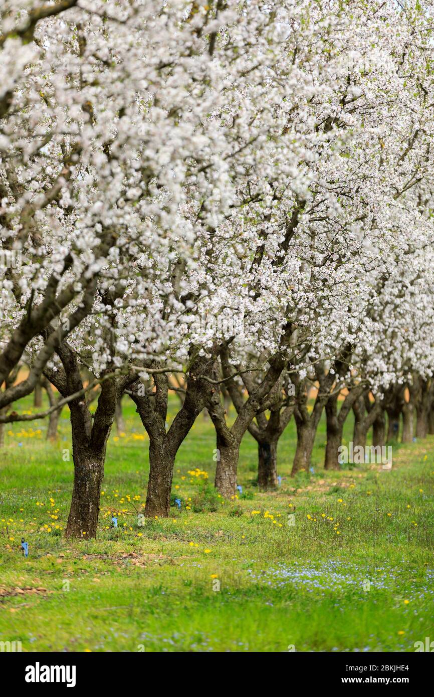 Almond trees in bloom hi-res stock photography and images - Alamy
