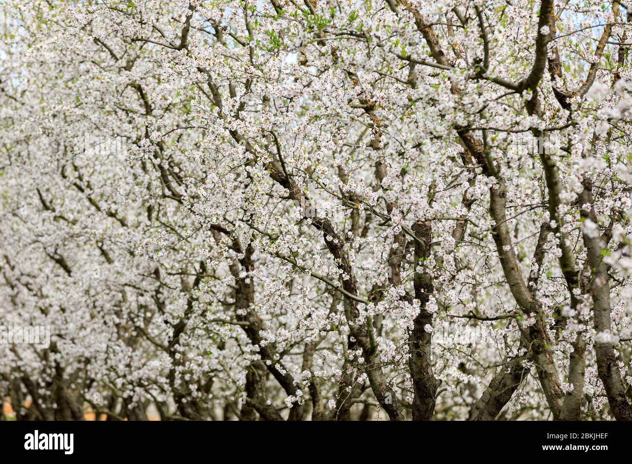 Almond trees in bloom hi-res stock photography and images - Alamy