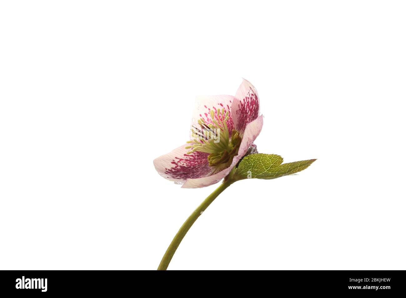 Single open Hellebore - Christmas Rose - flower against a pure white ...