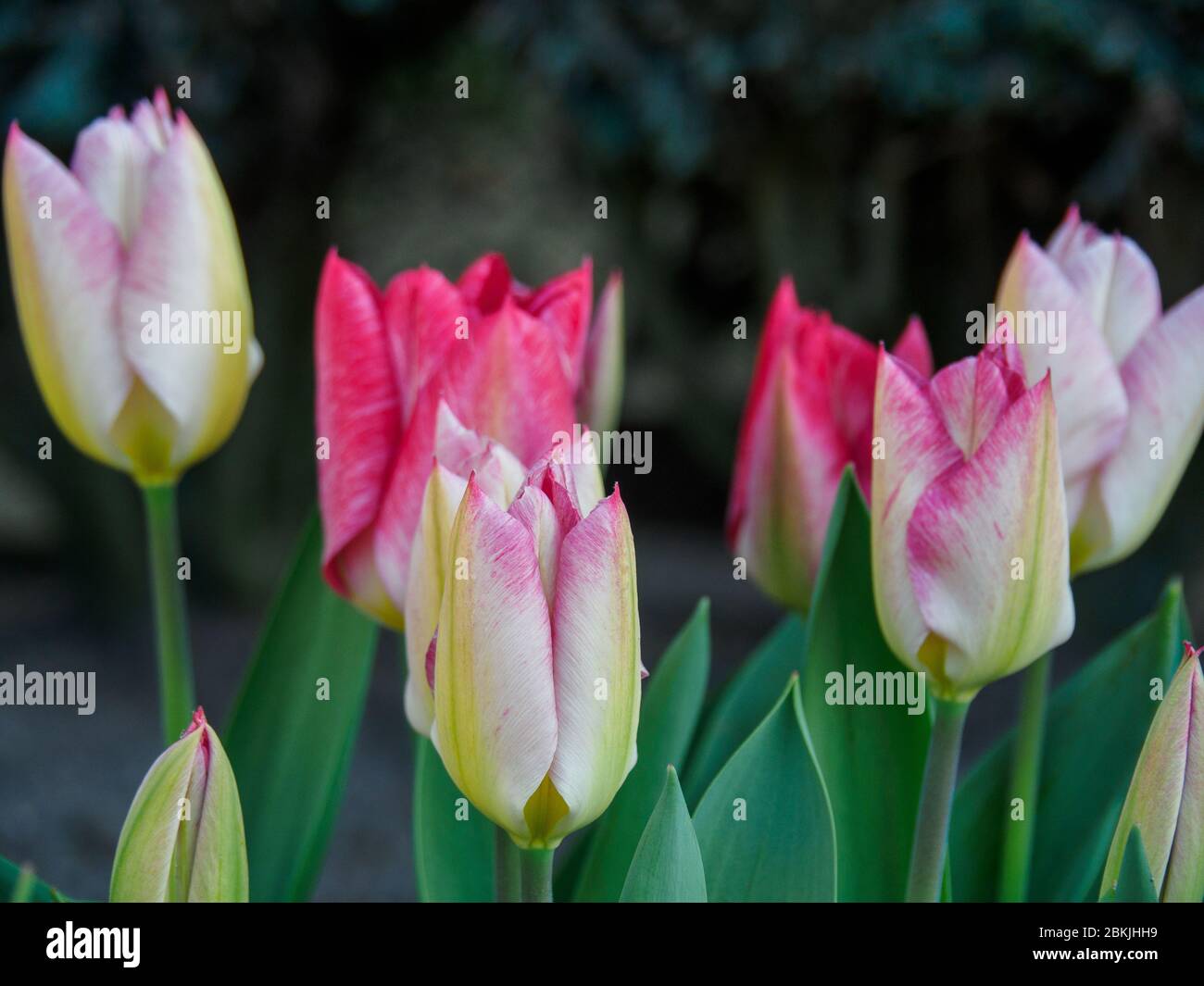 Tulips in the garden Stock Photo - Alamy