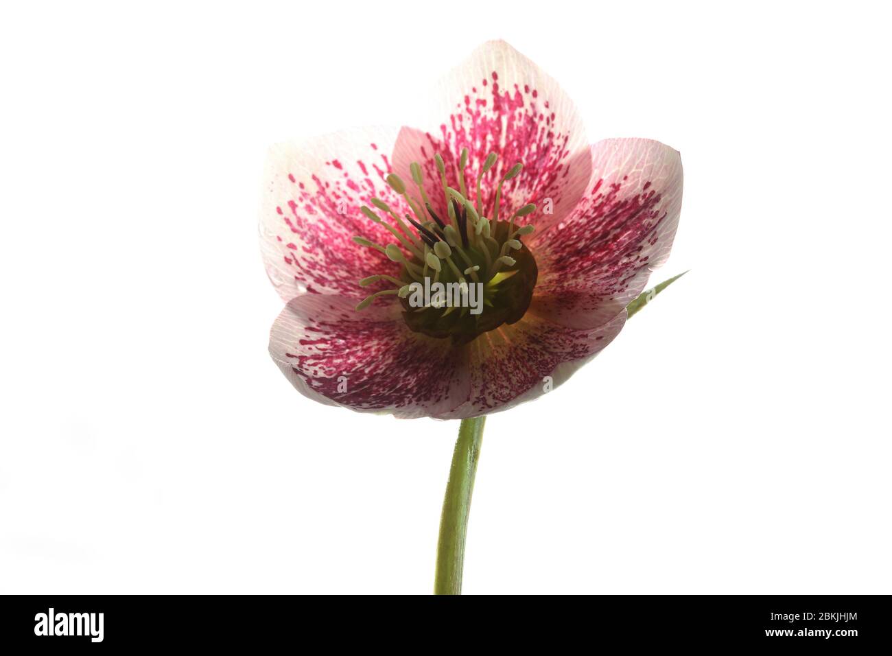 Single open Hellebore - Christmas Rose - flower against a pure white ...