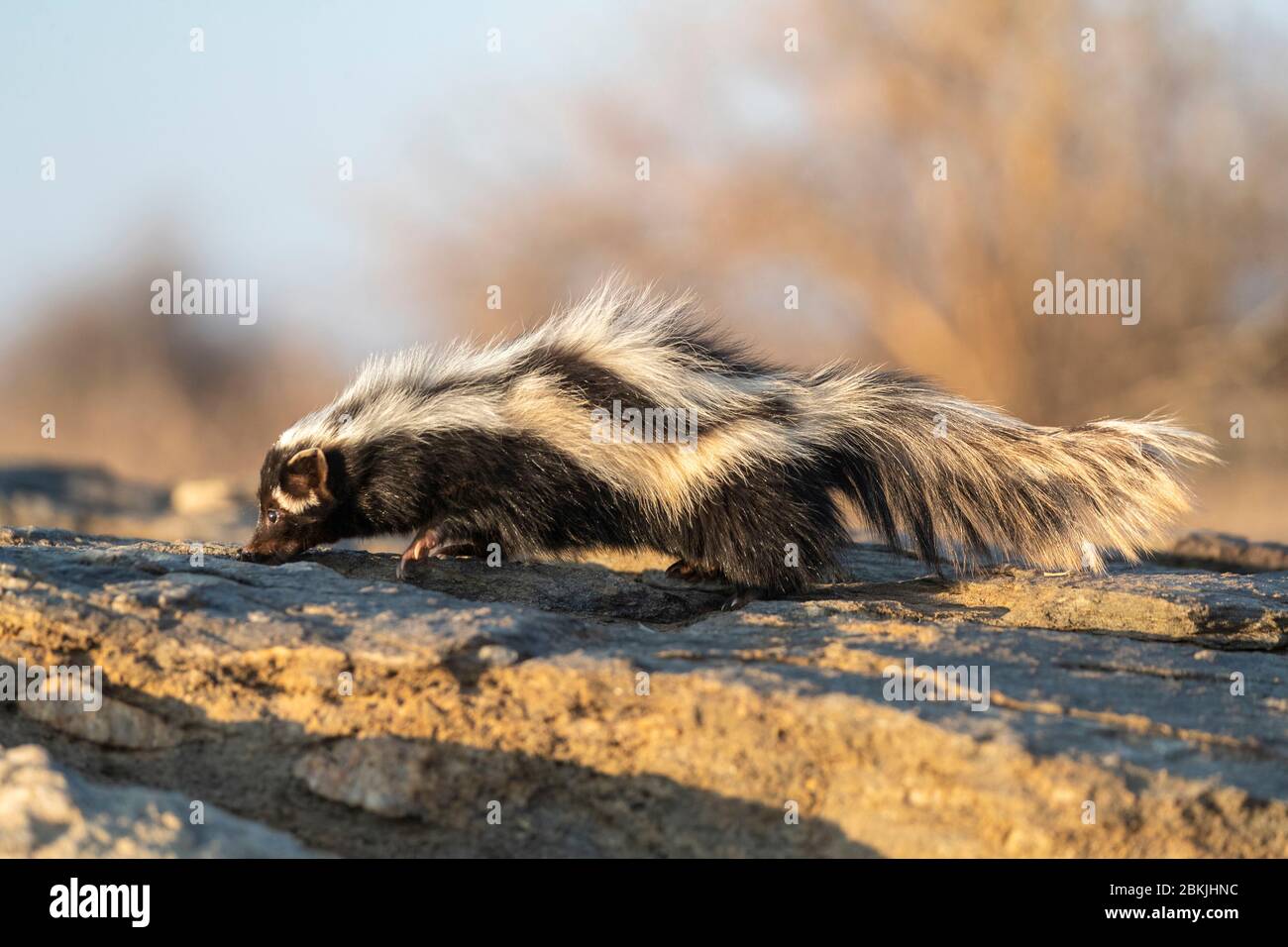Namibia, Private reserve, Striped polecat or African Polecat (Ictonyx ...