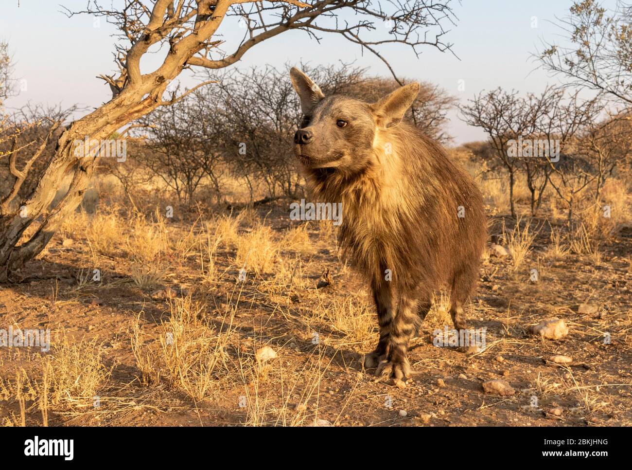 Namibia, Private reserve, Brown hyena or Strandwolf (Parahyaena brunnea ...
