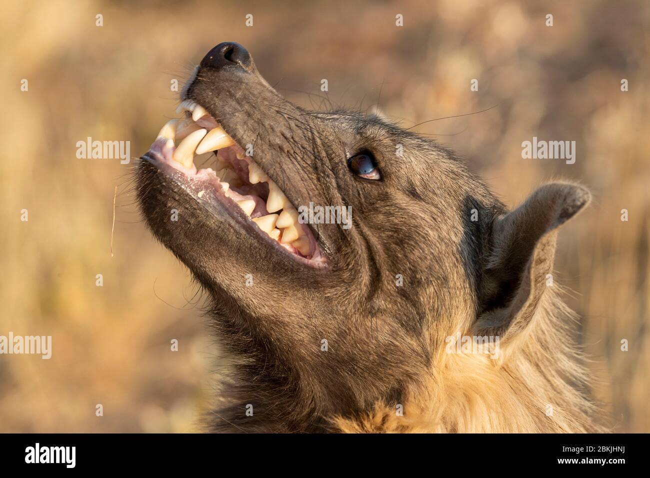 Parahyaena brunnea hi-res stock photography and images - Alamy