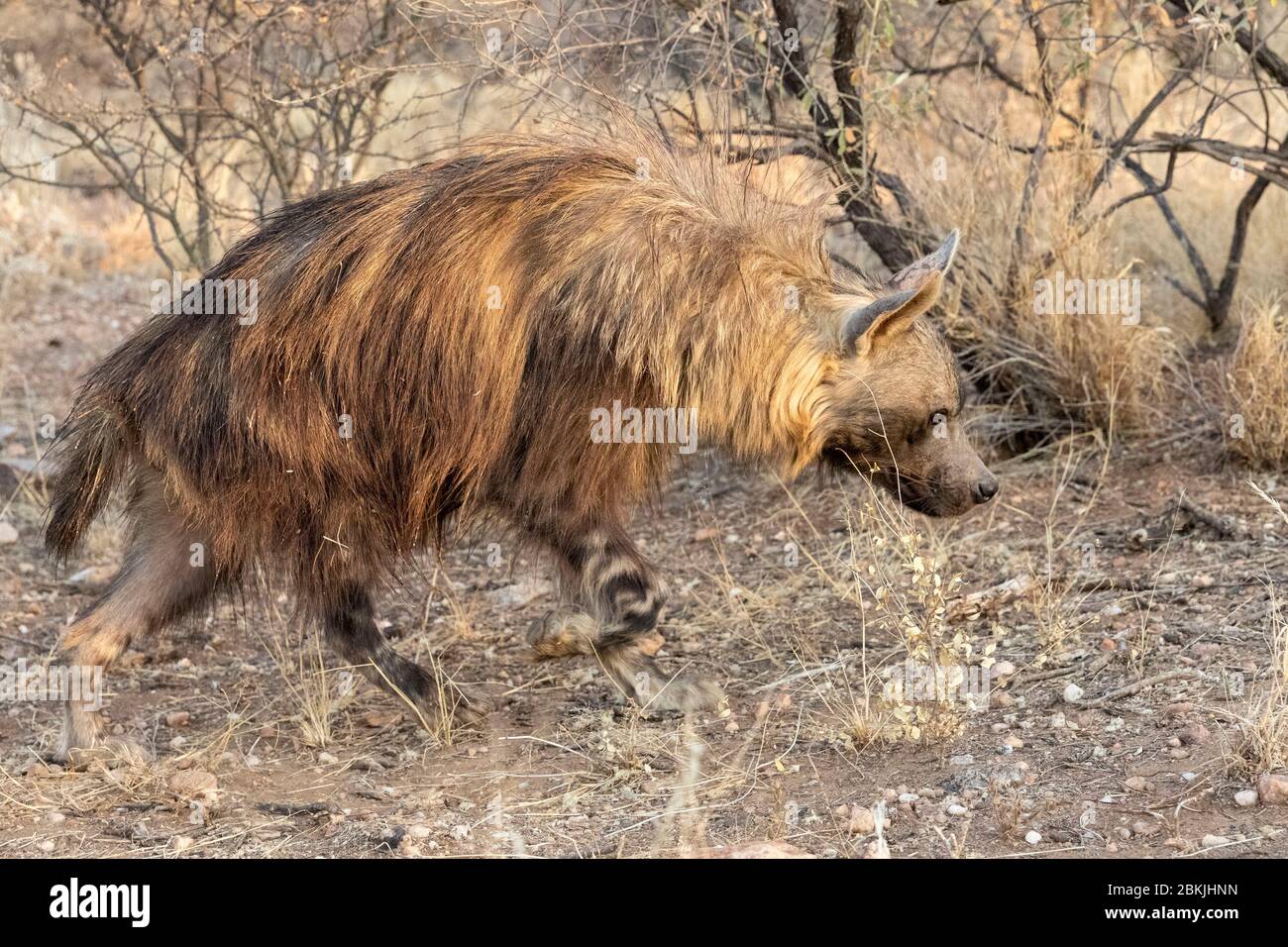 Namibia, Private reserve, Brown hyena or Strandwolf (Parahyaena brunnea ...