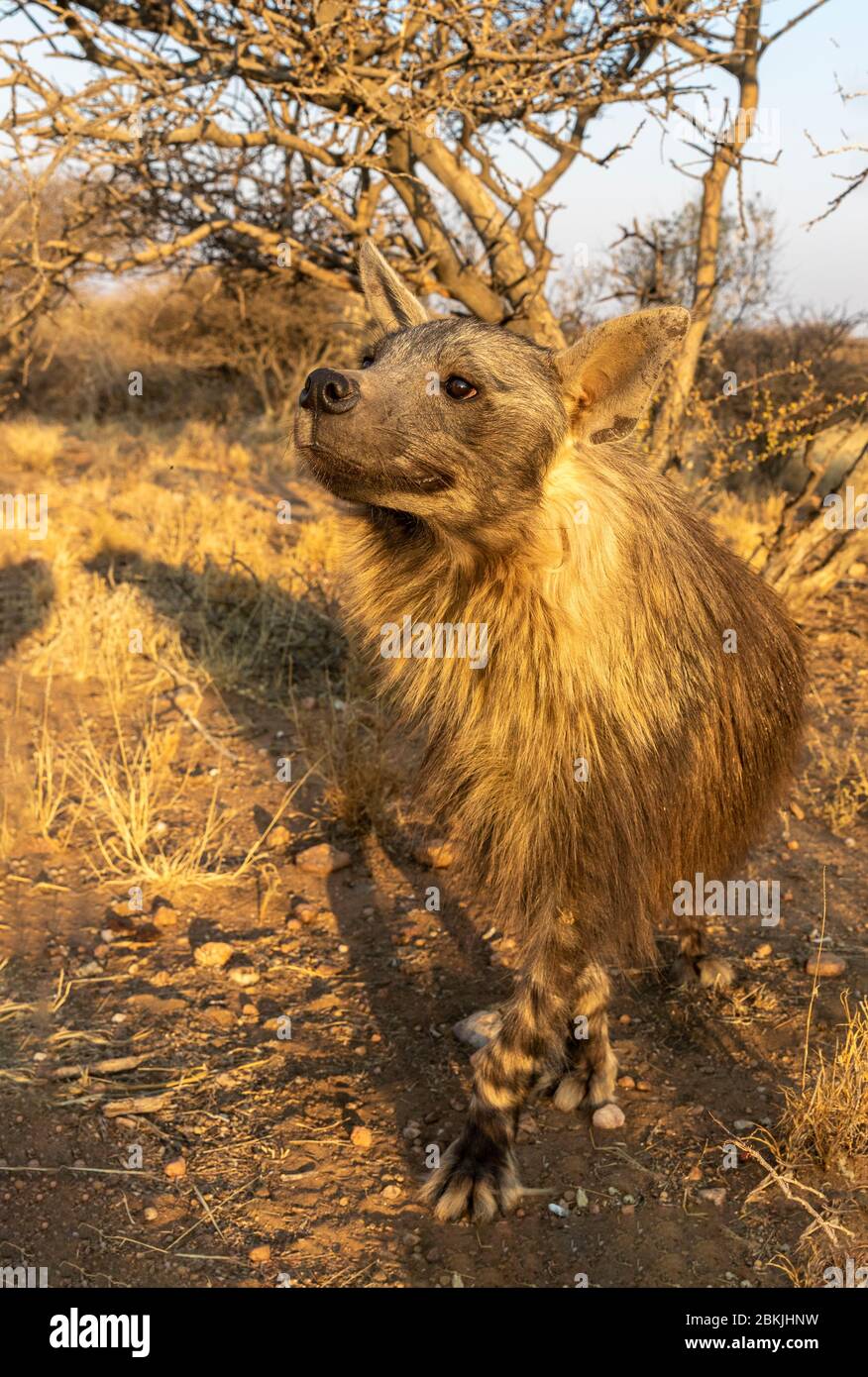 Namibia, Private reserve, Brown hyena or Strandwolf (Parahyaena brunnea ...