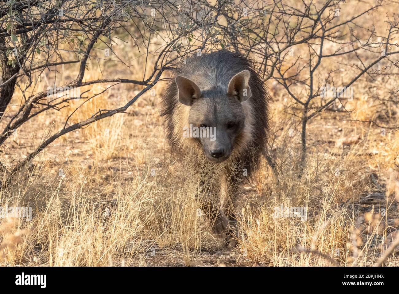 Namibia, Private reserve, Brown hyena or Strandwolf (Parahyaena brunnea ...