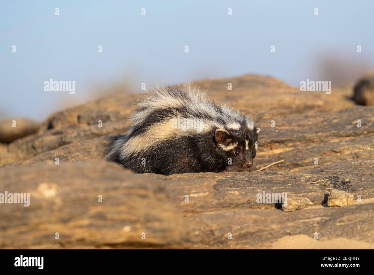 Namibia, Private reserve, Striped polecat or African Polecat (Ictonyx ...